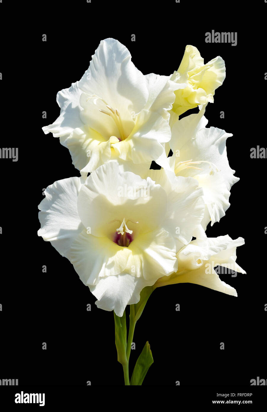 Fleur de lys blanc Banque de photographies et d’images à haute résolution - Page 2 - Alamy