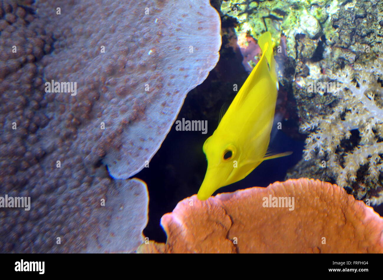 Poisson jaune Banque de photographies et d’images à haute résolution ...