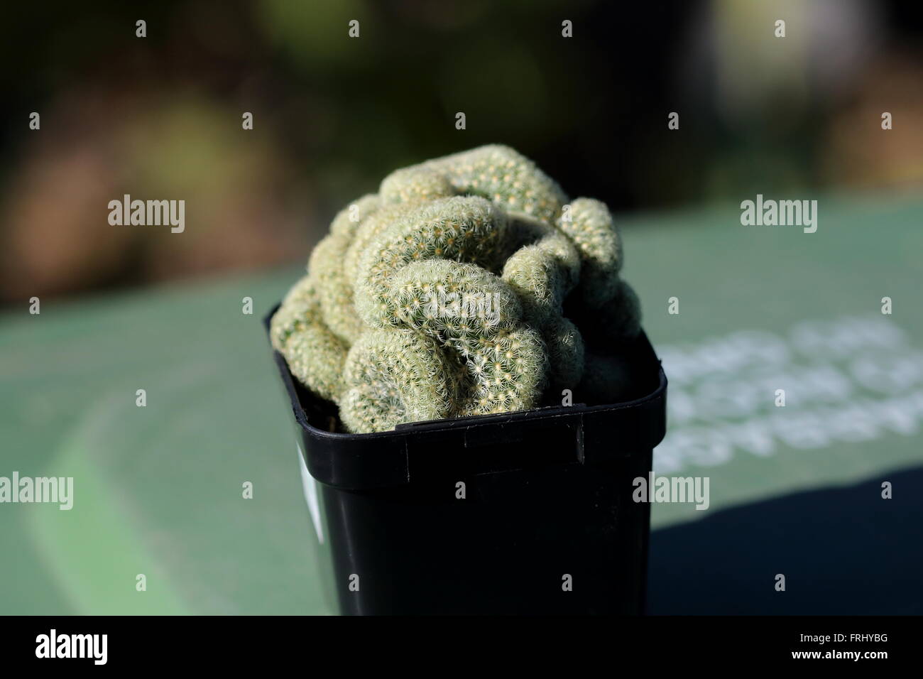 Mammillaria elongata Banque de photographies et d’images à haute ...