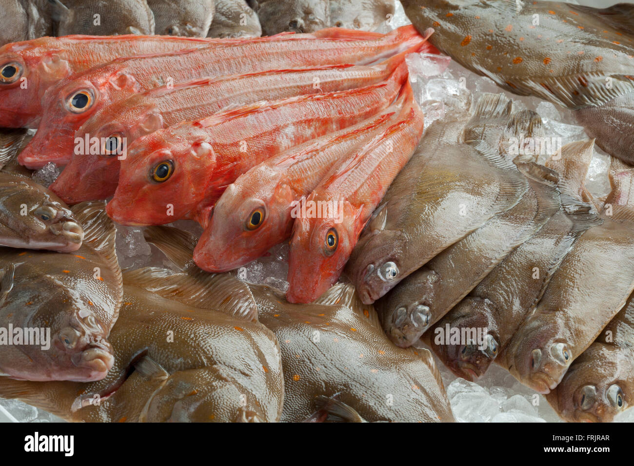 Poissons de la mer rouge Banque de photographies et d’images à haute ...