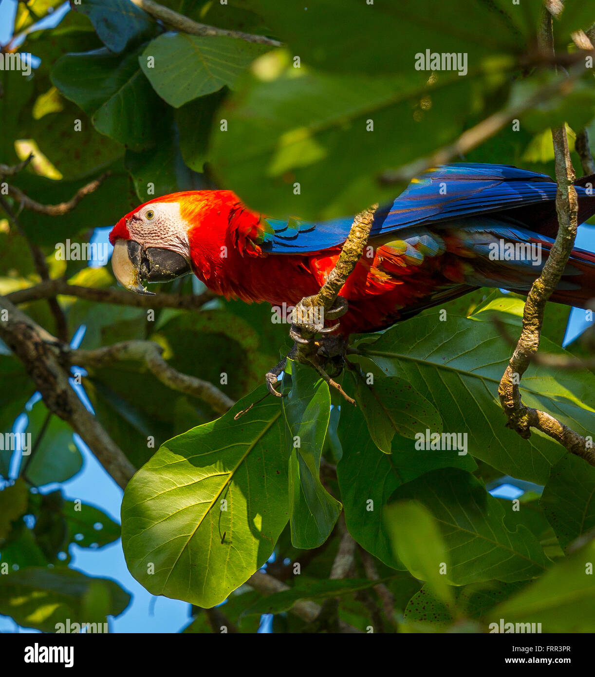 Ara rouge du costa rica Banque de photographies et d’images à haute ...