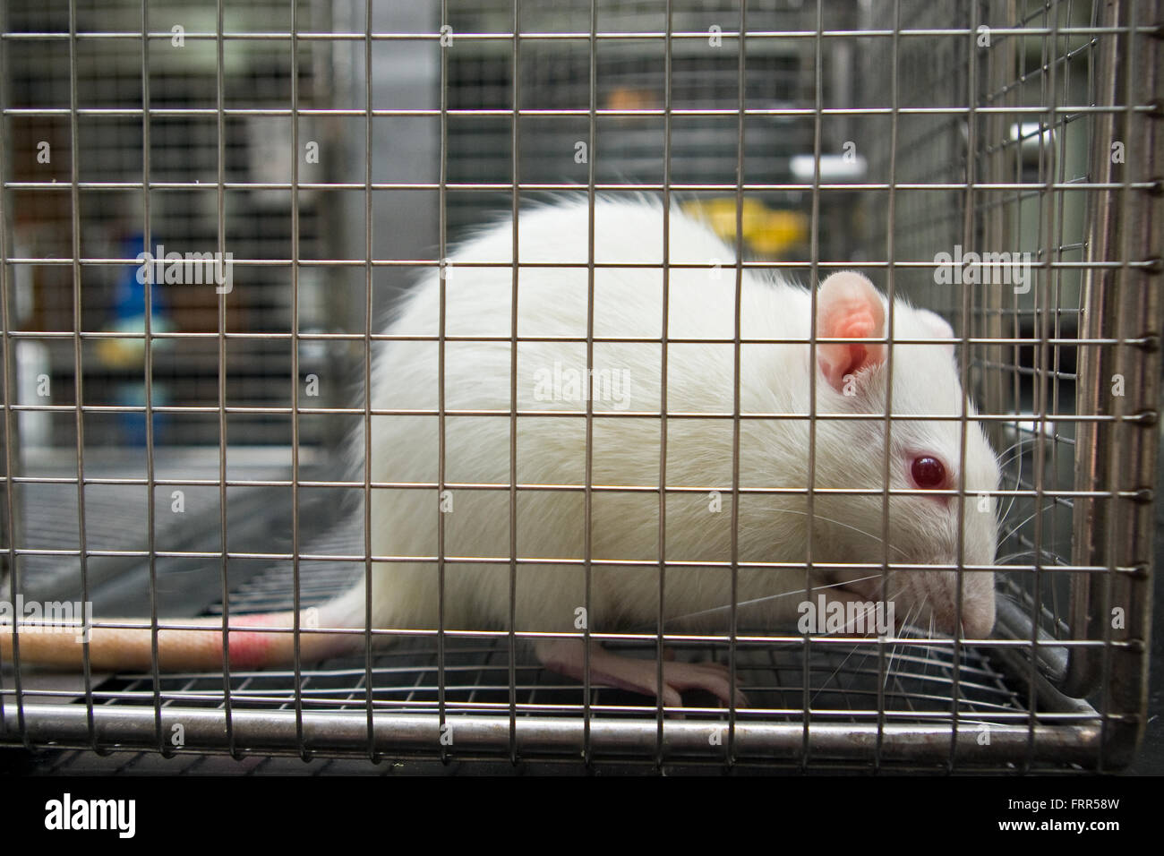 Laboratory rat cage Banque de photographies et d’images à haute ...
