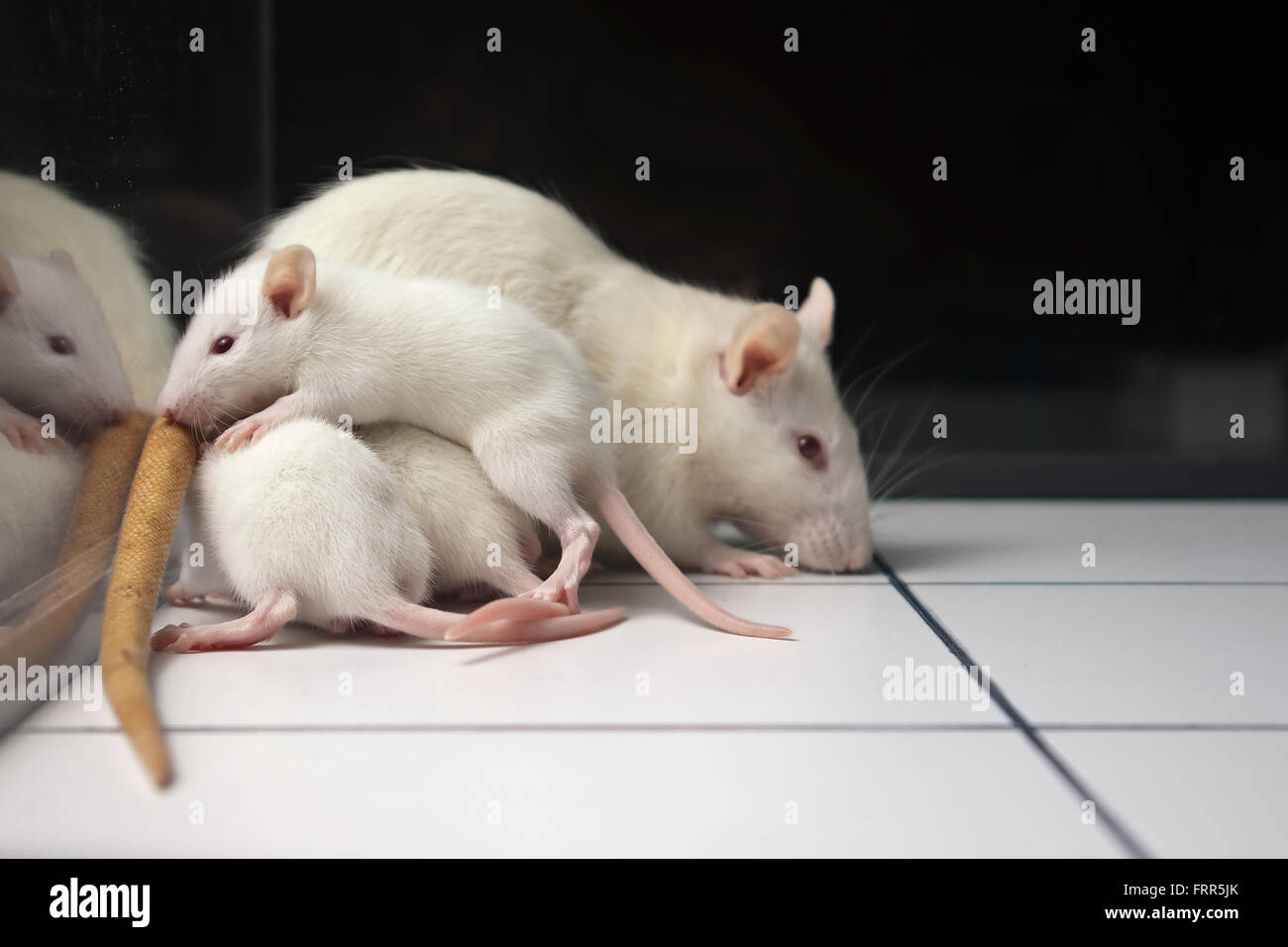 Rats blancs Banque de photographies et d’images à haute résolution - Alamy