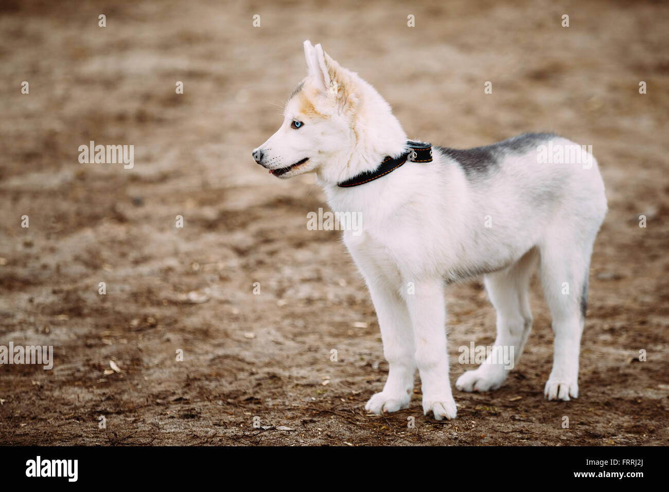 Jeune chiot Husky blanc aux yeux bleus en Plein Air Parc Automne Photo ...