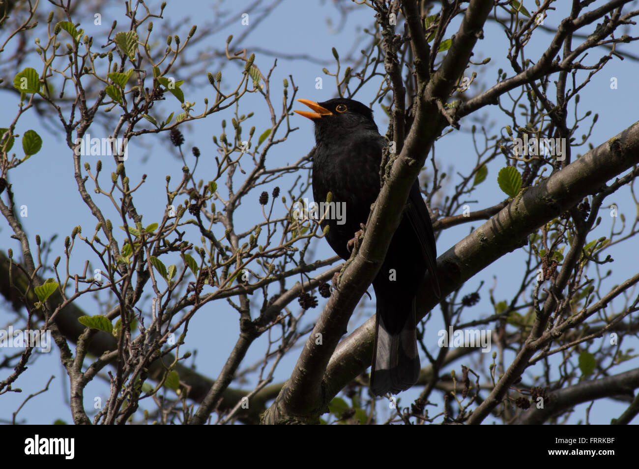 Chanter dans un arbre Banque de photographies et d’images à haute ...