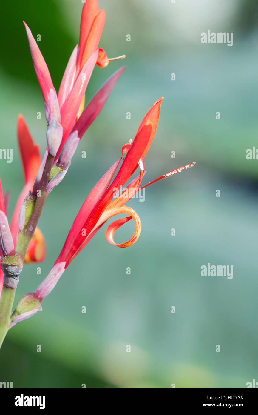 Indian shot canna indica flowering Banque de photographies et d’images ...