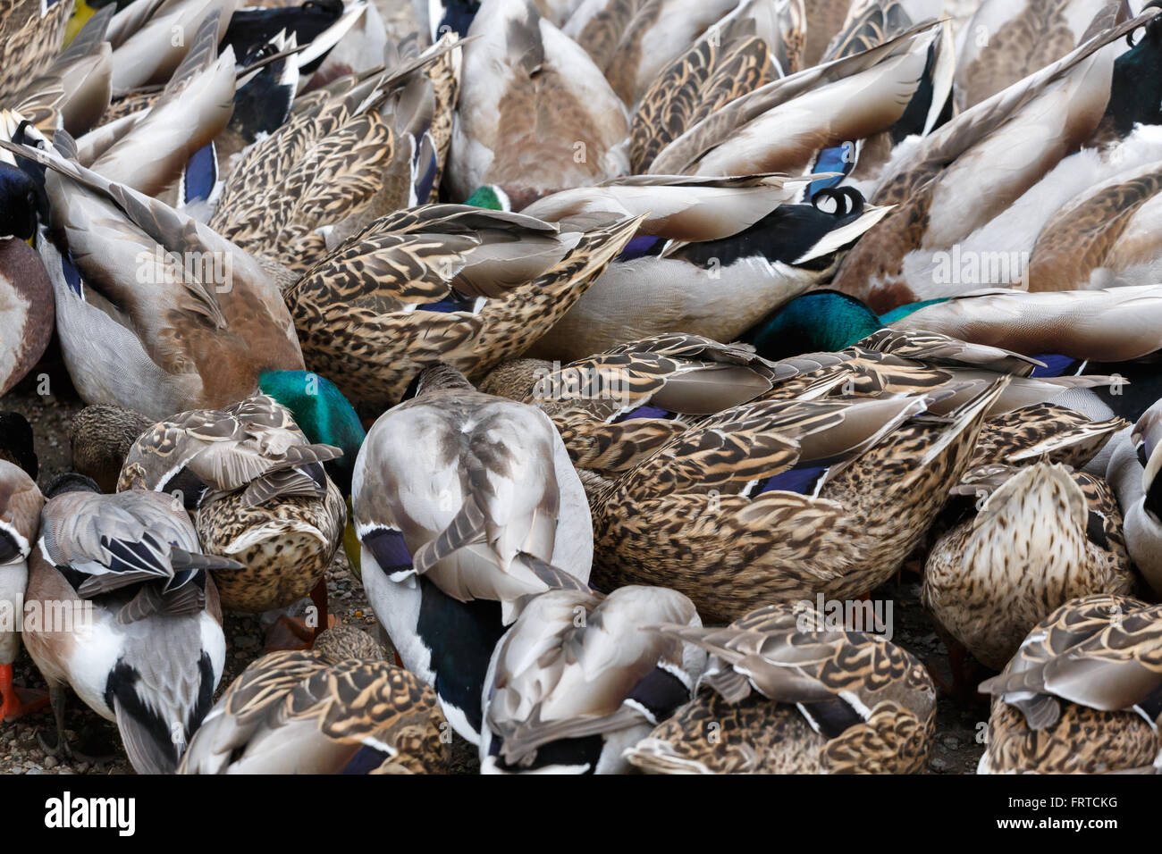 Canards mâles et femelles Banque de photographies et d’images à haute ...