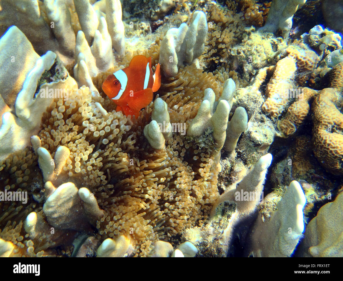 Bébés poissons clowns Banque de photographies et d’images à haute ...