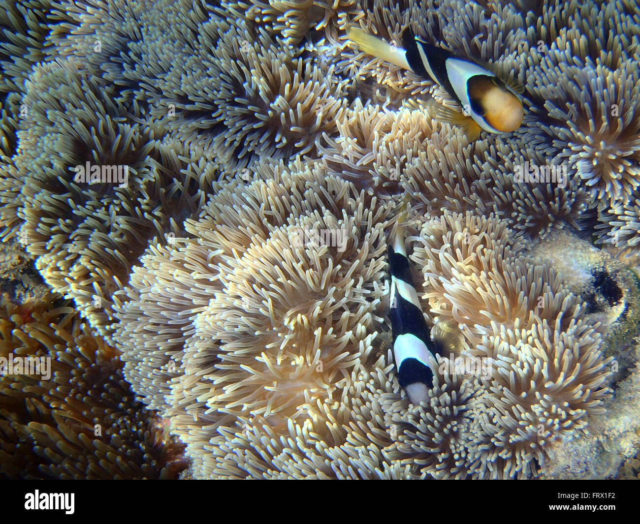 Bébés poissons clowns Banque de photographies et d’images à haute ...
