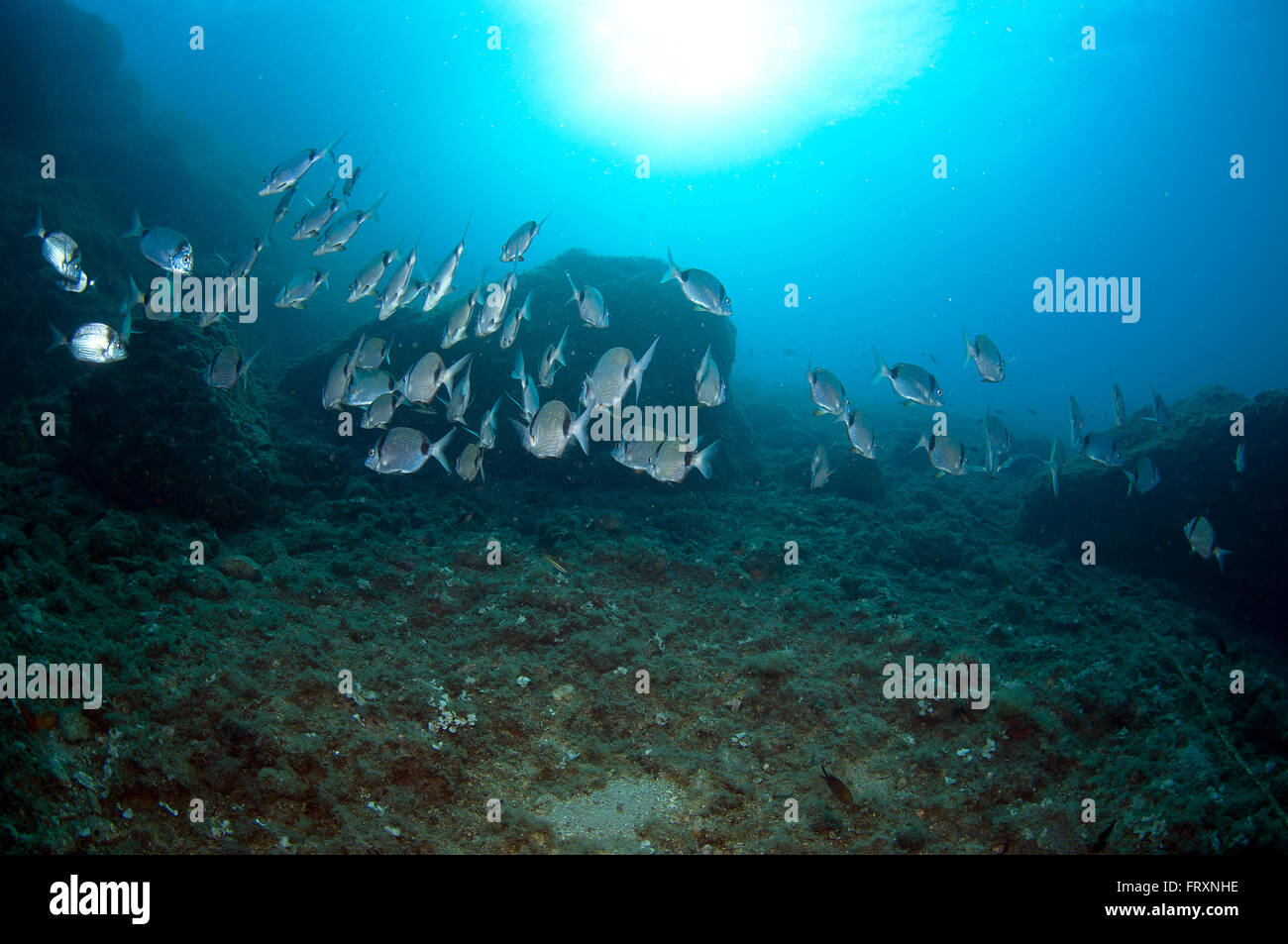 Banc De Poisson Banque d'image et photos - Alamy