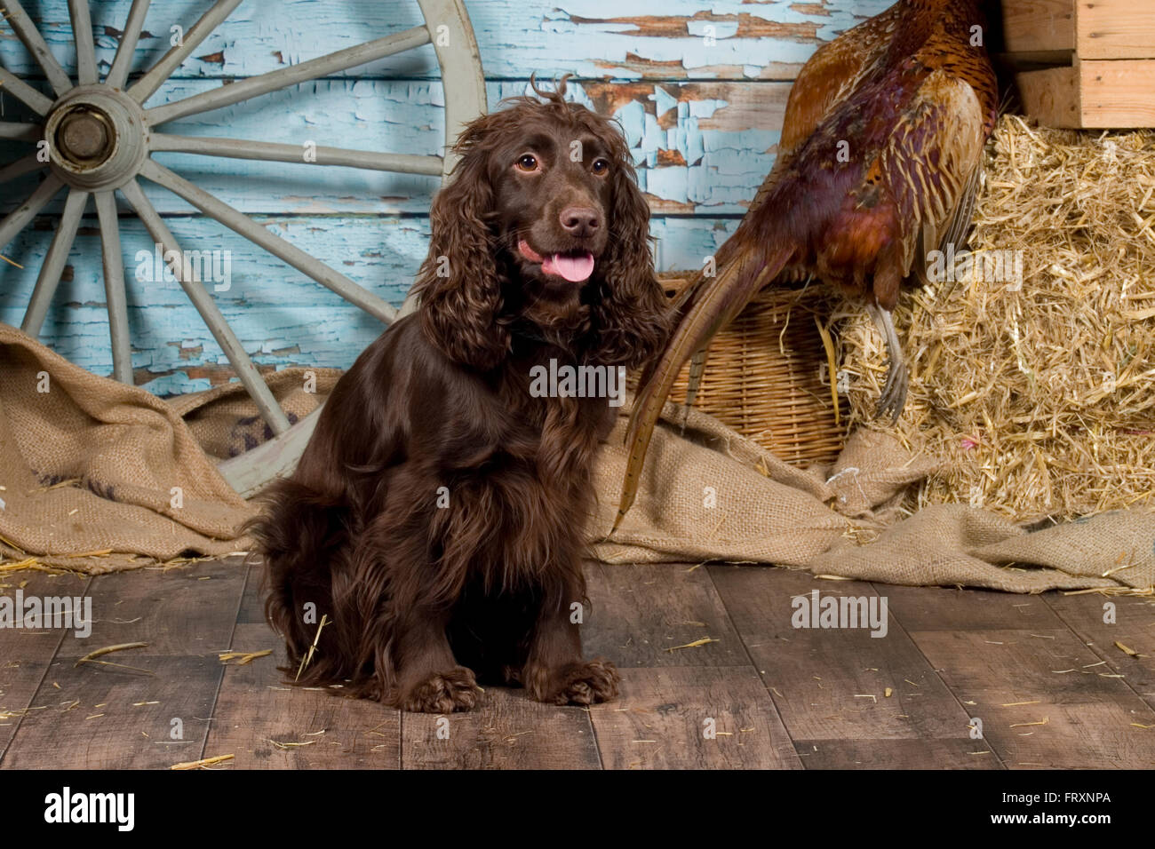 Oiseau Chien Cocker Cocker Spaniel Banque d'image et photos - Alamy