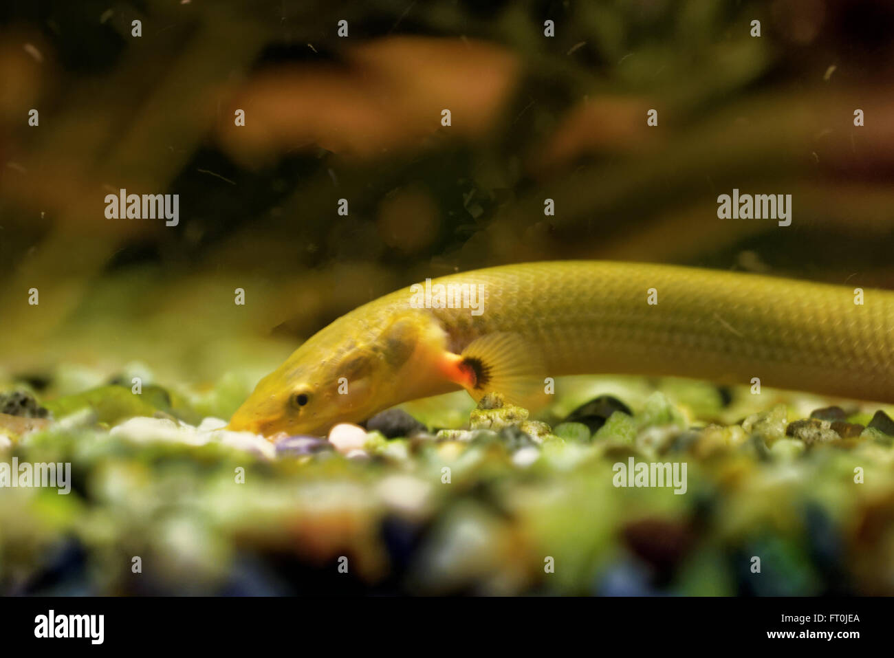 Erpetoichthys calabaricus Banque de photographies et d’images à haute ...