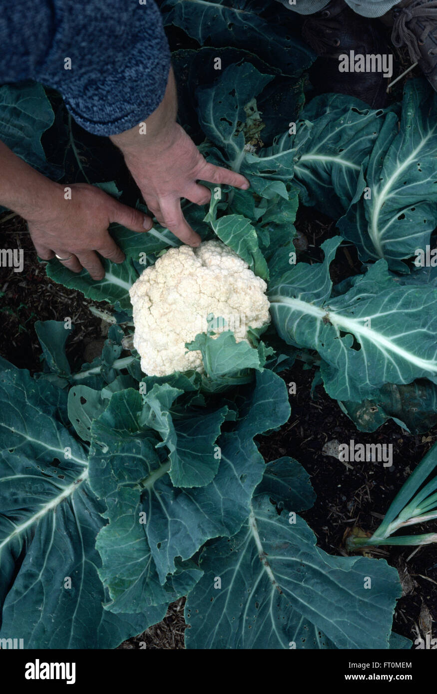 Jardin de choux fleurs Banque de photographies et d’images à haute ...