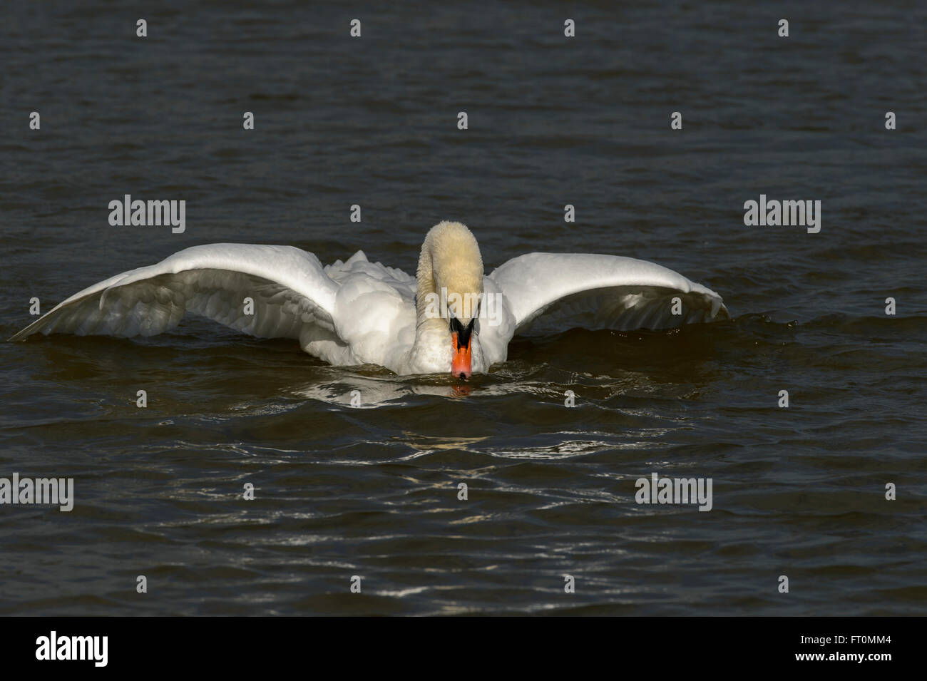 Affichage de la parade nuage cygne muet Banque de photographies et d’images à haute résolution ...