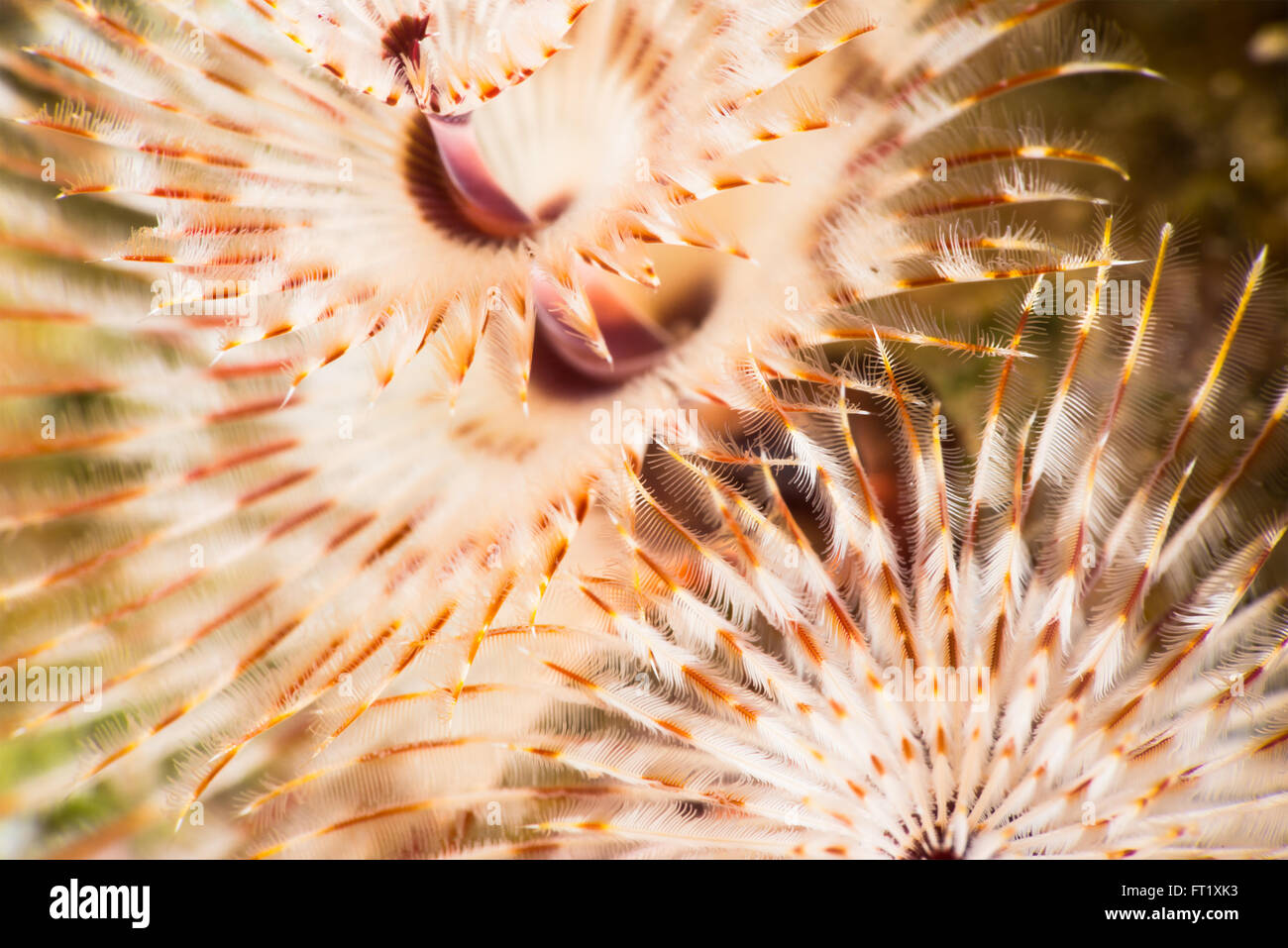 Arbre de Noël ver {} Spirobranchus sp. super macro ressemble à un feu d ...