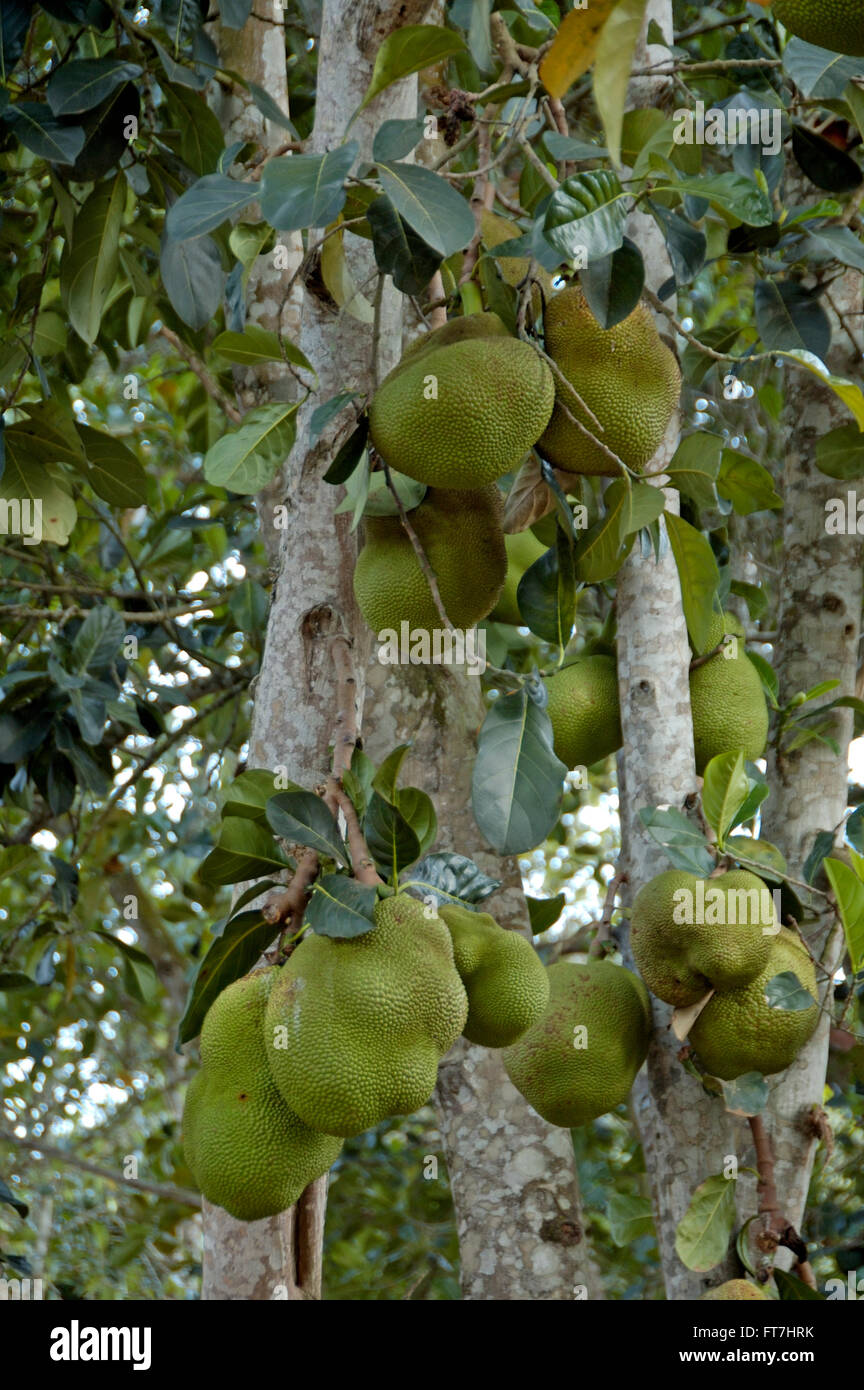 Arbre durian avec des fruits Banque de photographies et d’images à ...
