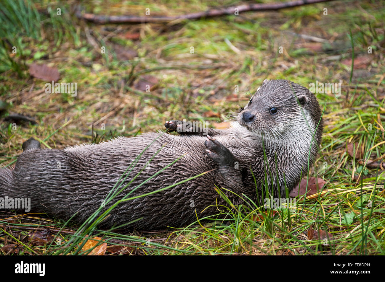Rivière européenne loutre (Lutra lutra) couchée sur le dos à riverbank ...