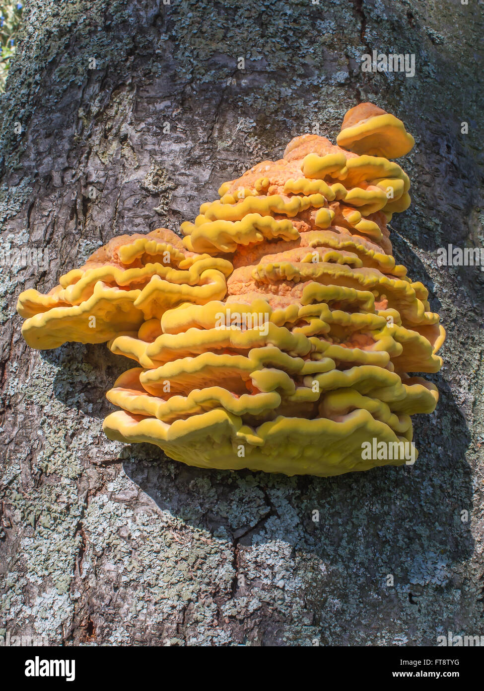 Jaune Orange champignon champignon - poussant sur un tronc d'arbre ...
