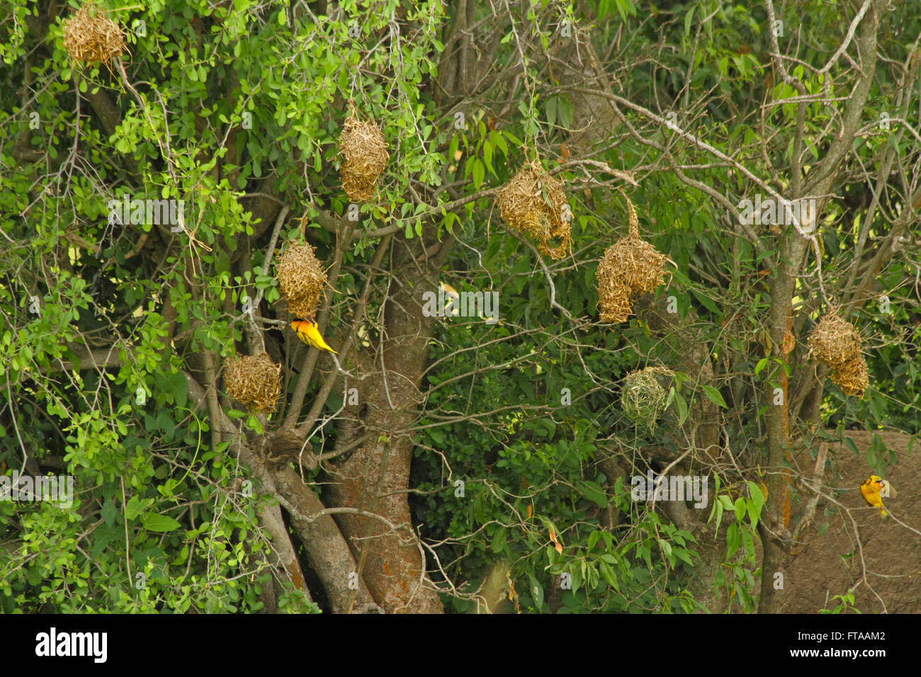 Nids d'oiseaux dans un arbre Banque de photographies et d’images à ...