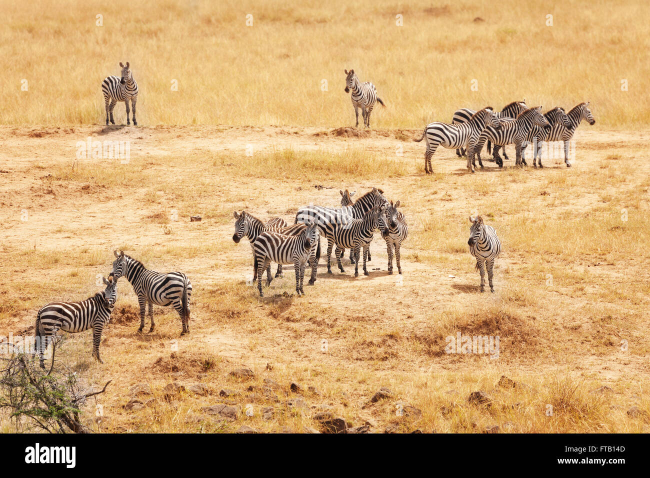 Parc national kenya migration des animaux faune afrique masai mara en ...