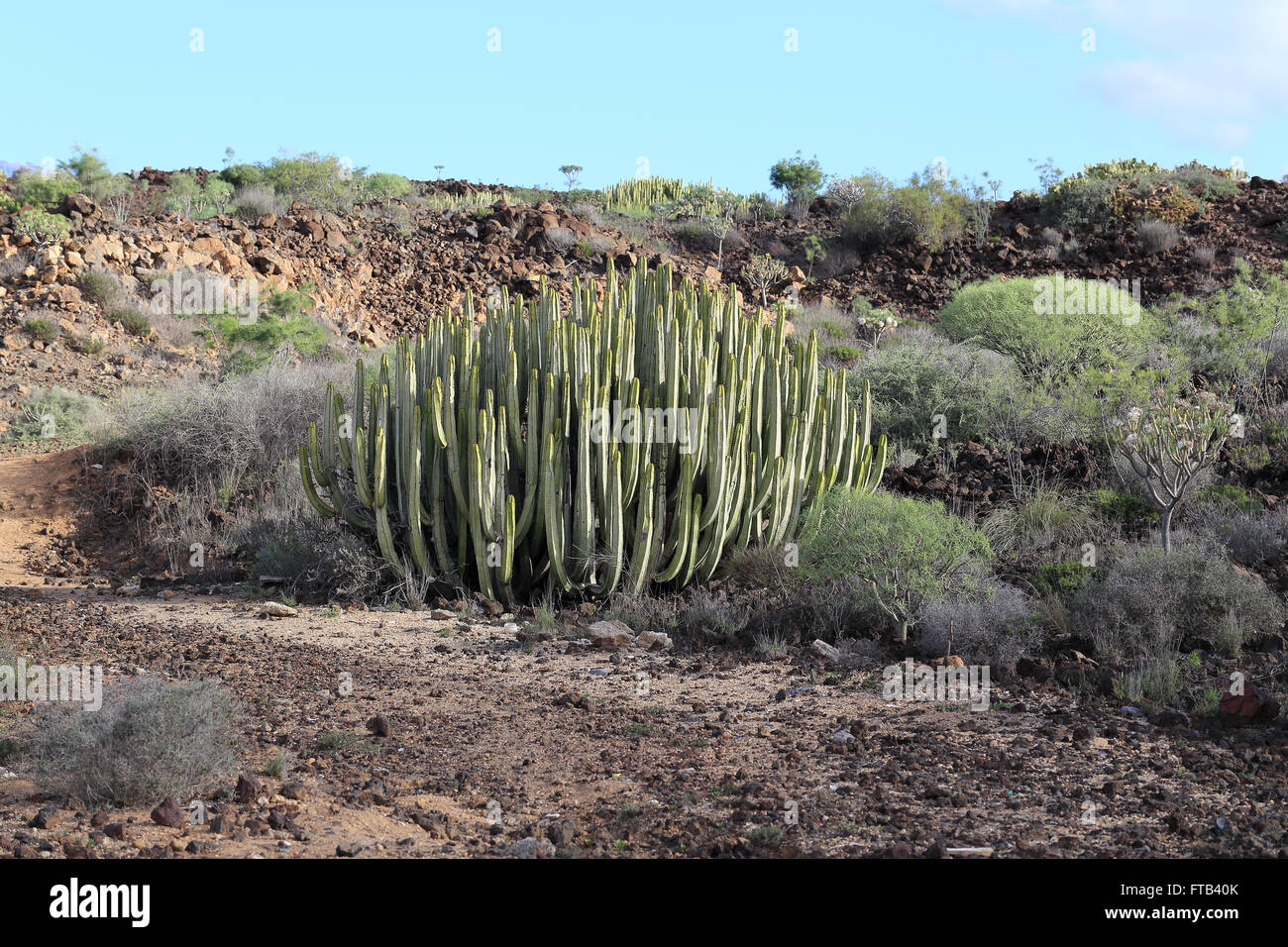 Euphorbia euphorbia sp Banque de photographies et d’images à haute ...