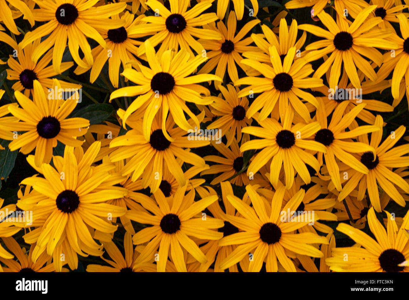 Fleurs en grappe jaune Banque de photographies et d’images à haute ...