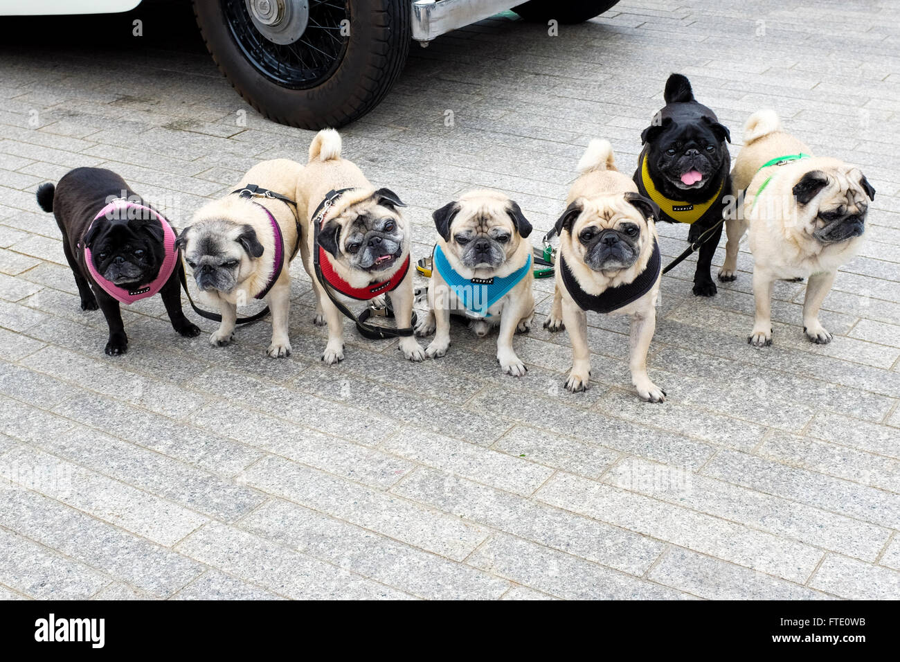 Chiens au japon Banque d'image et photos - Alamy