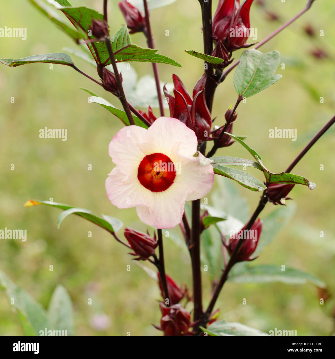 Roselle leaf Banque de photographies et d’images à haute résolution - Alamy