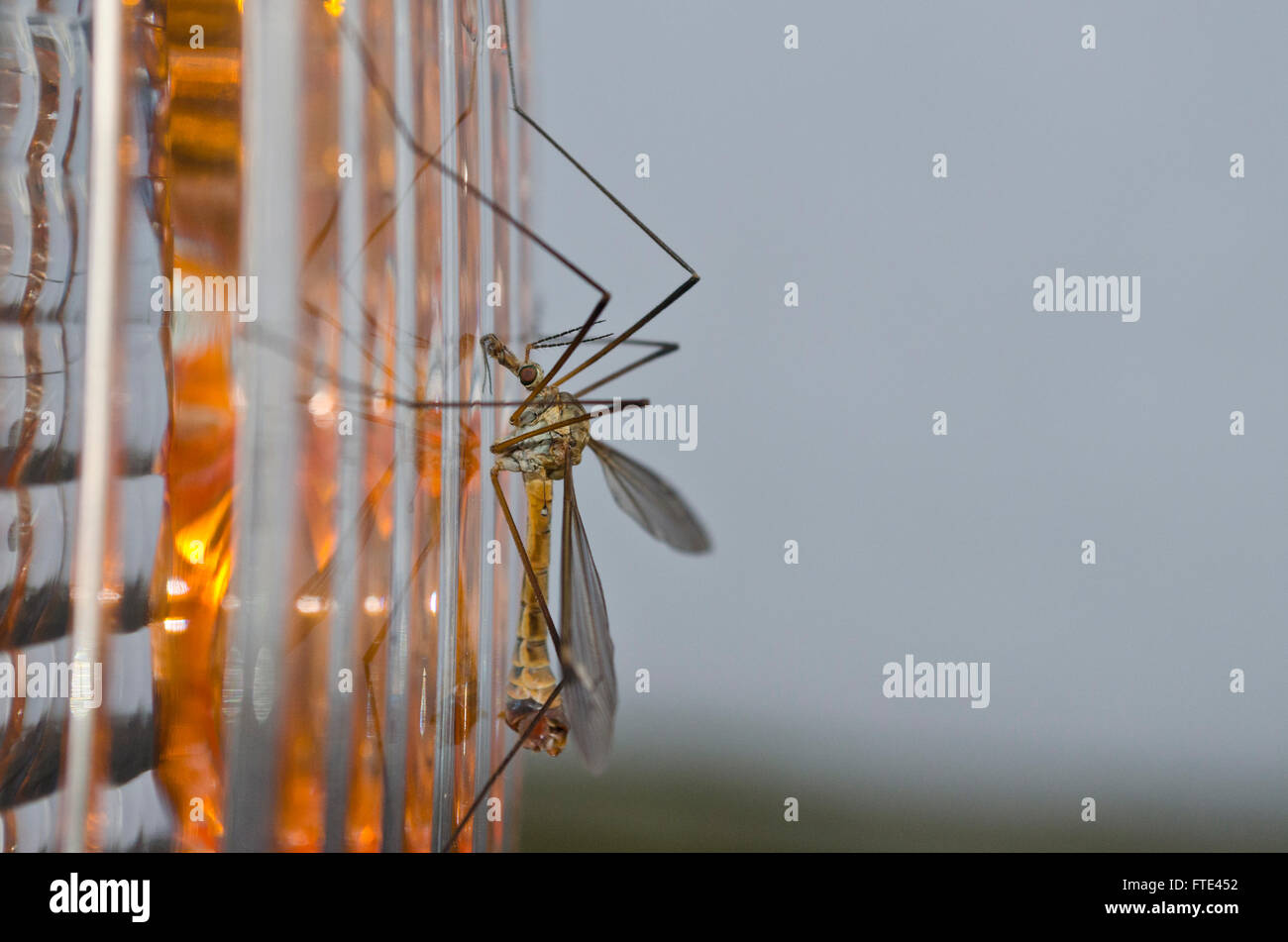 Insecte de verre Banque de photographies et d’images à haute résolution ...