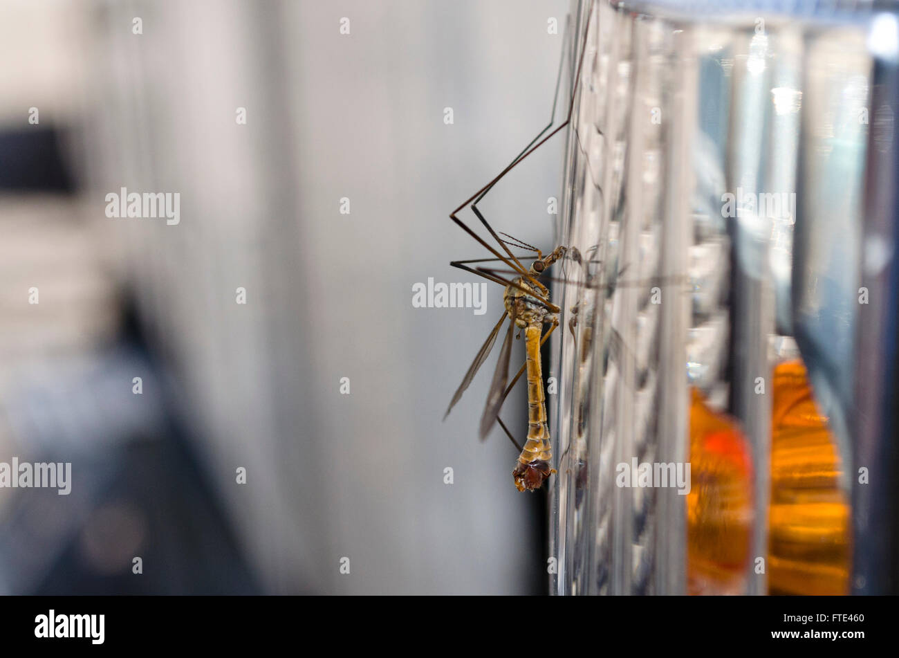Insecte de verre Banque de photographies et d’images à haute résolution ...