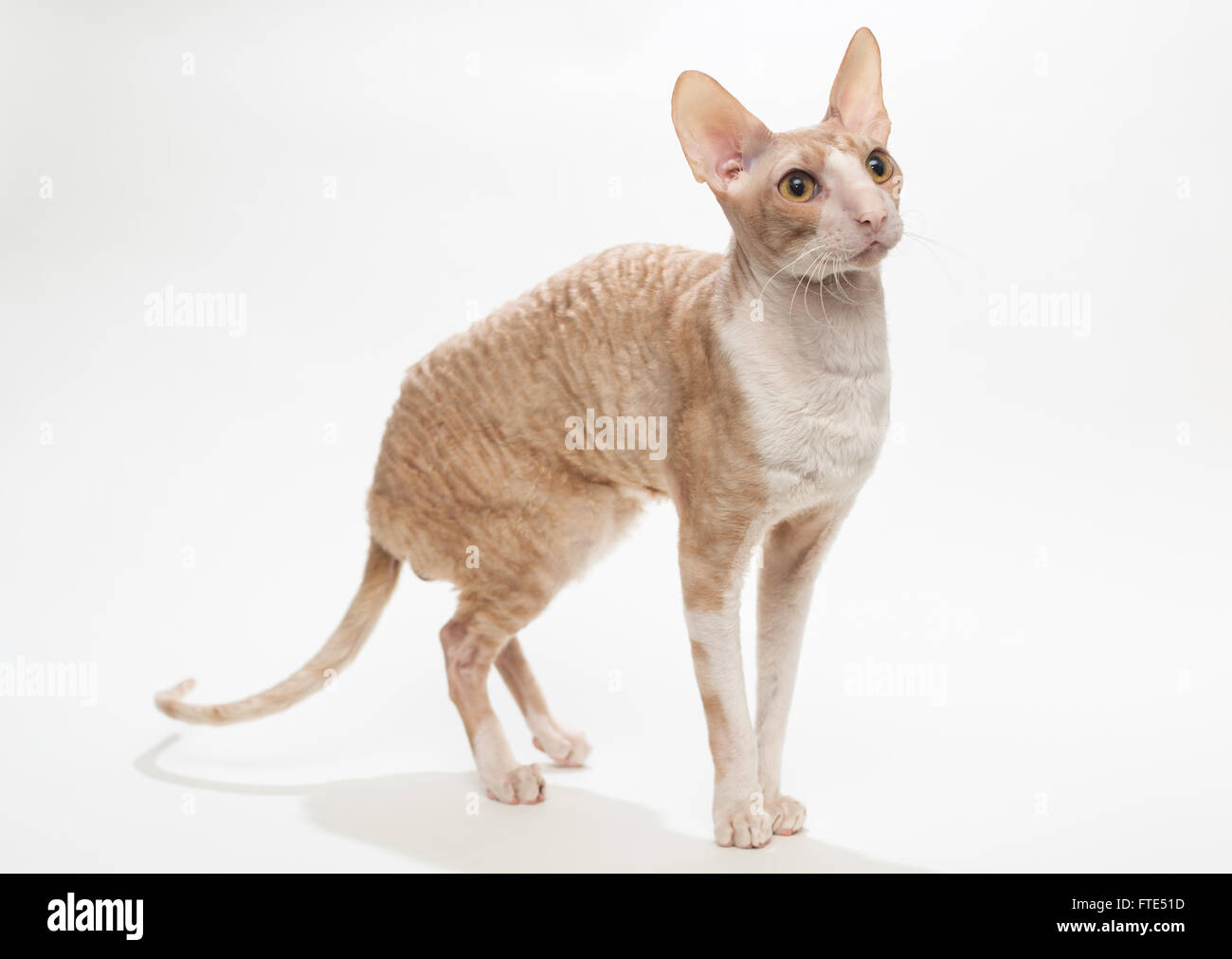 Chat domestique de cornish rex Banque de photographies et d’images à ...