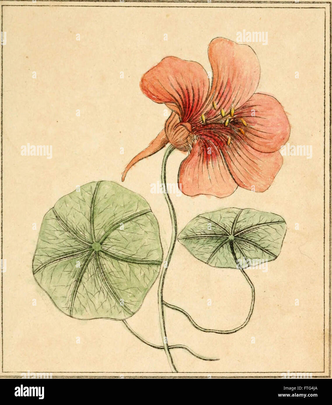 Un ouvrage de 1809 présentant le système de classification botanique de ...