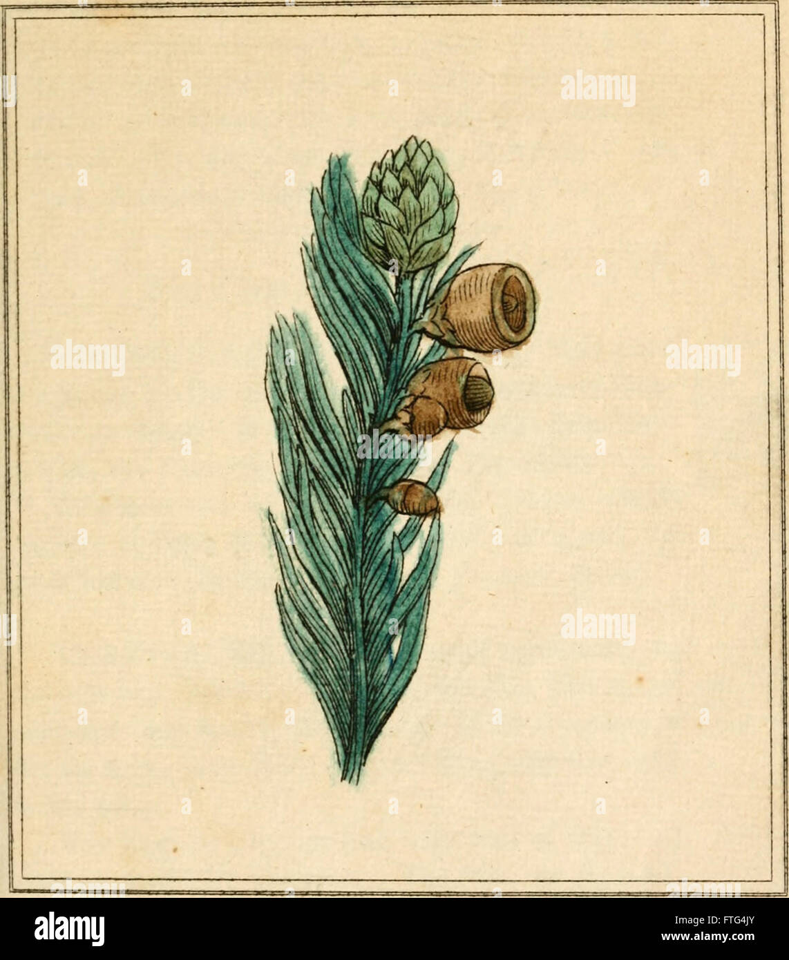 Éléments de la science de la botanique, comme établi par Linné ; avec ...