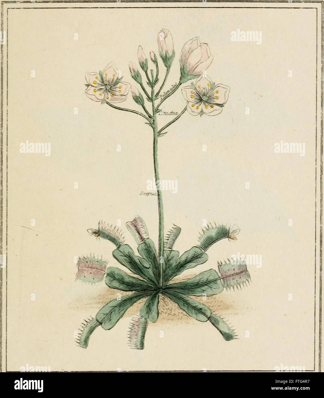 L'ouvrage de Linné de 1812 *Elements of the Science of Botany* décrit ...