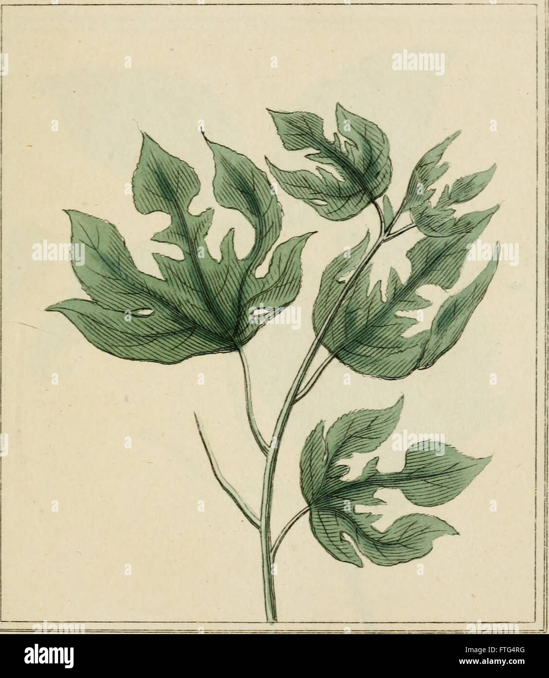 Ce texte de 1812 de Linné introduit les principes de la botanique ...