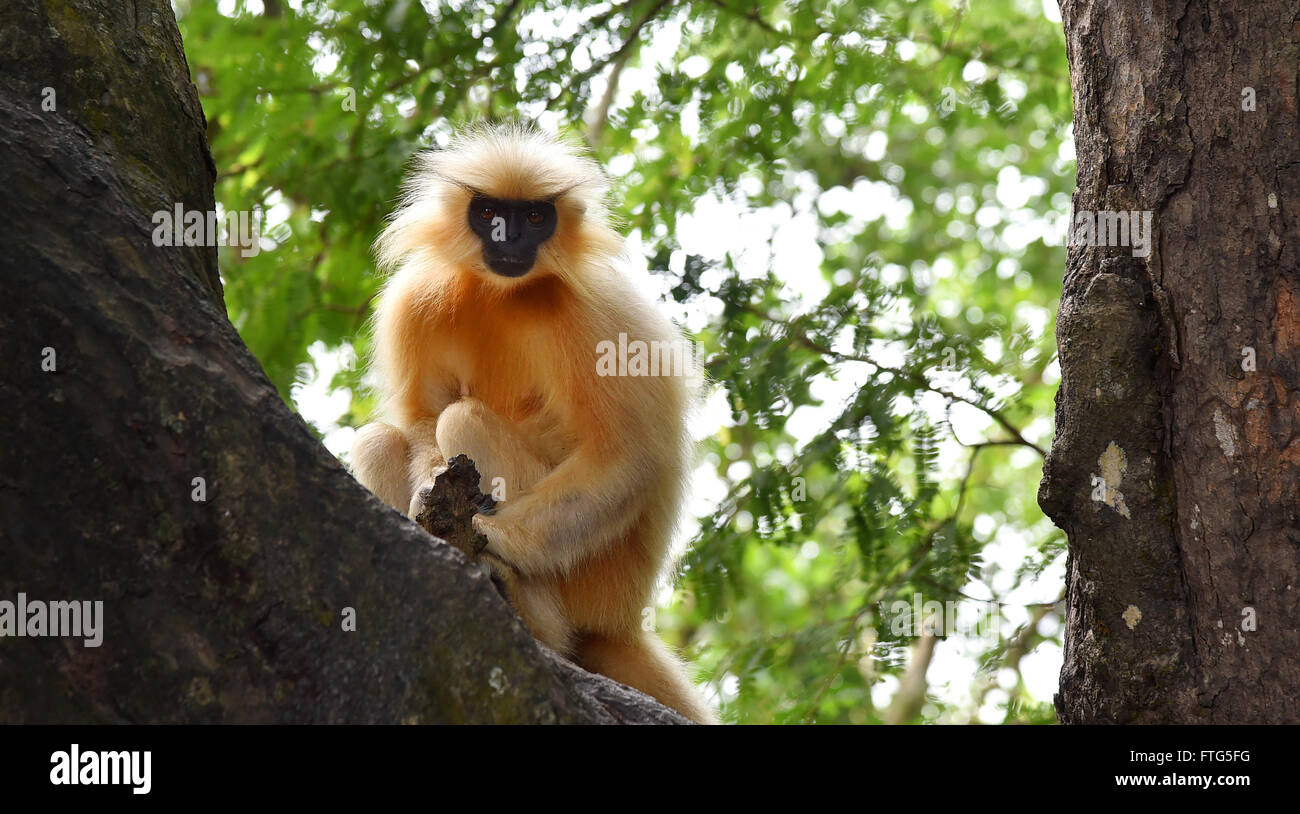 Golden langur monkey assam Banque de photographies et d’images à haute ...