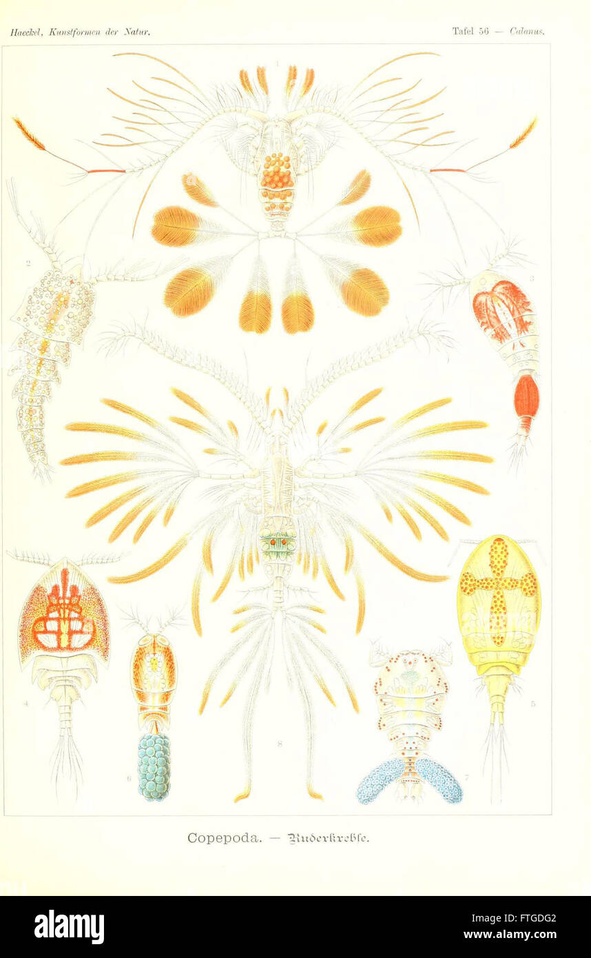 Cette œuvre du XIXe siècle d’Ernst Haeckel met en valeur les formes et ...