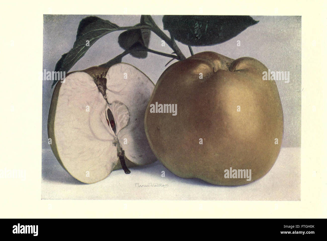 Illustration historique de pommes Banque de photographies et d’images à ...