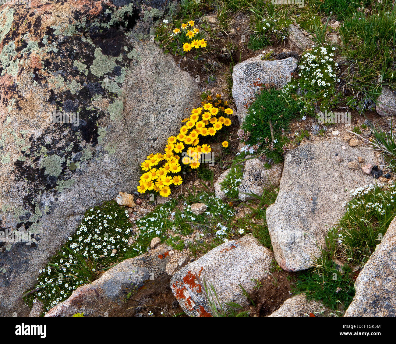 Fleurs sauvages de toundra alpine Banque de photographies et d’images à ...
