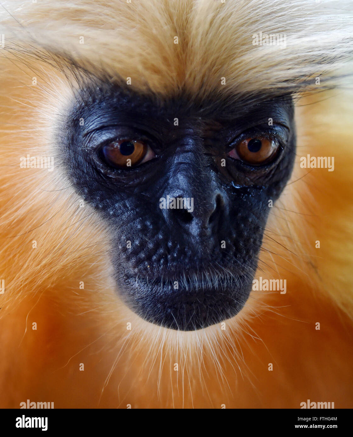 Golden langur trachypithecus geei Banque de photographies et d’images à ...