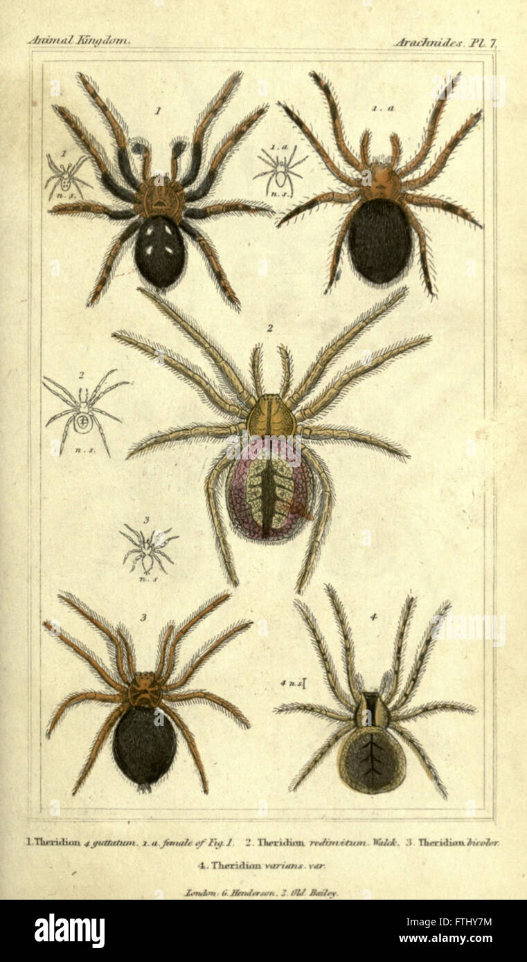 Cette illustration tirée de 'The animal Kingdom' se concentre sur les ...