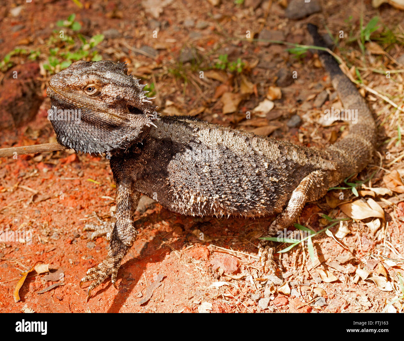 Lézard dragon barbu d'Australie, Pogona barbata avec barbe épineuse ...