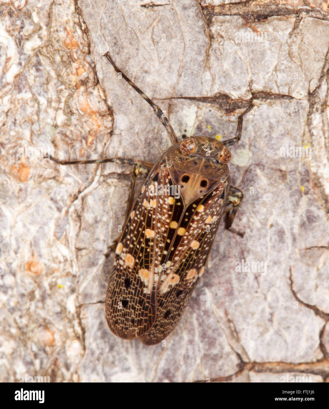 Australian eucalyptus Banque de photographies et d’images à haute résolution - Alamy