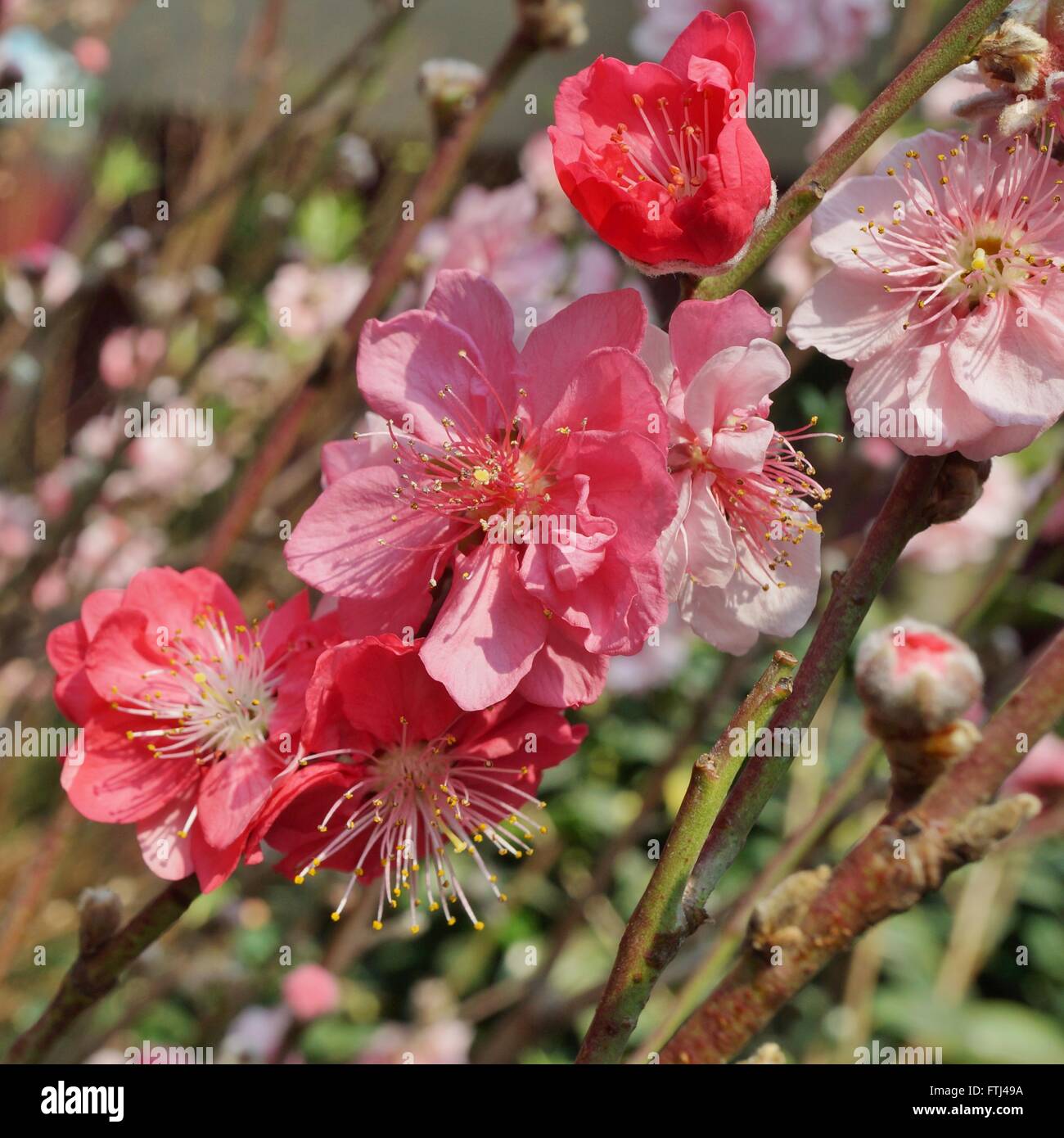 Ume arbre Banque de photographies et d’images à haute résolution - Alamy