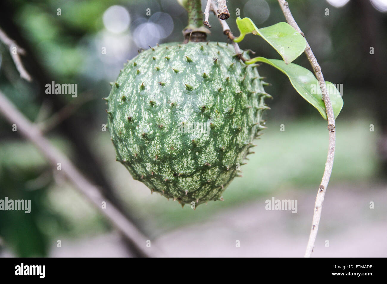 Le corossol Banque de photographies et d’images à haute résolution - Alamy