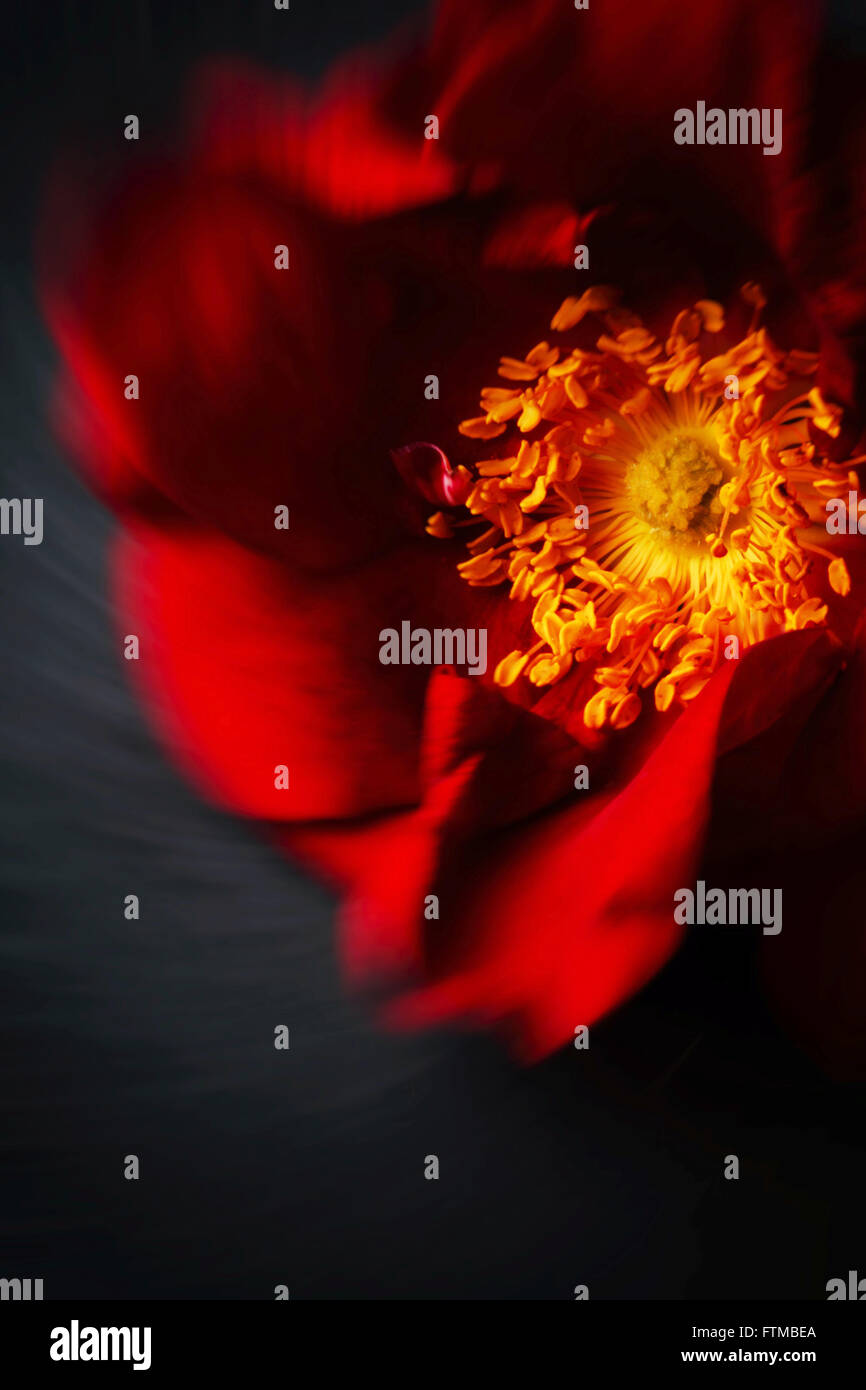 Anjou rouge ou starkrimson Banque de photographies et d’images à haute ...