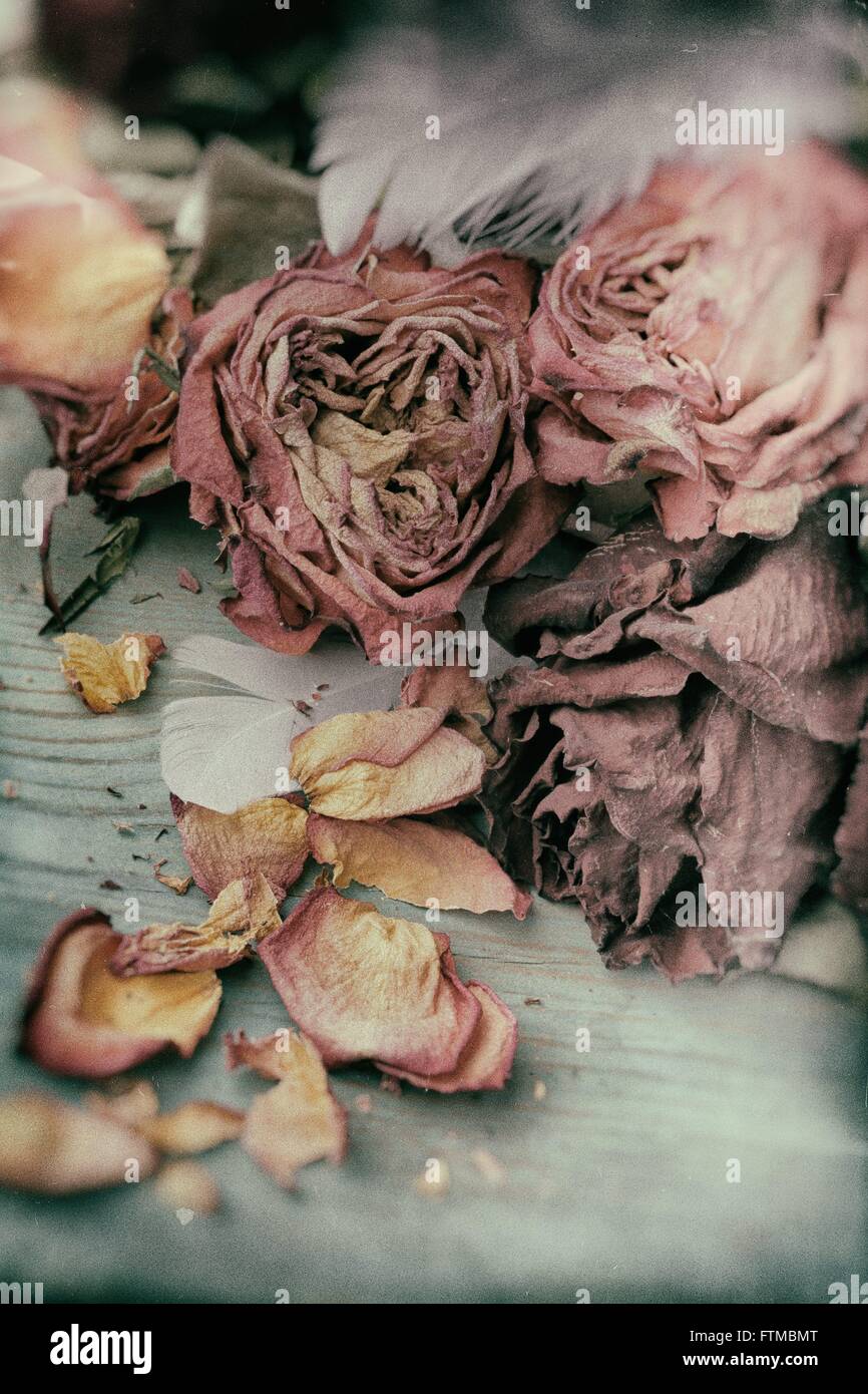 Roses fleurs Banque de photographies et d’images à haute résolution - Alamy