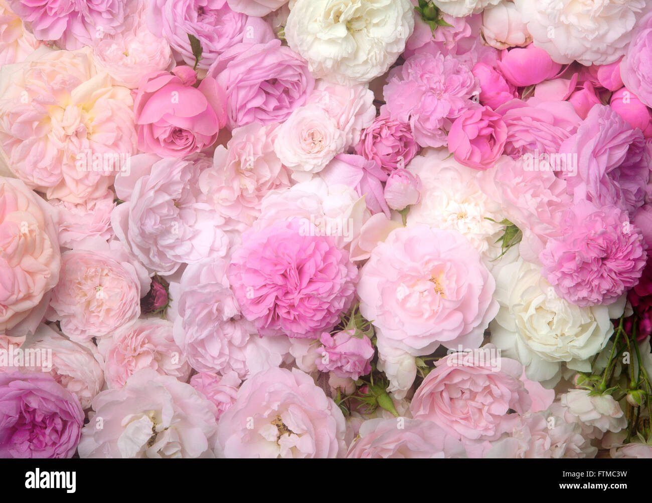 Bouquet de roses roses Banque de photographies et d’images à haute ...