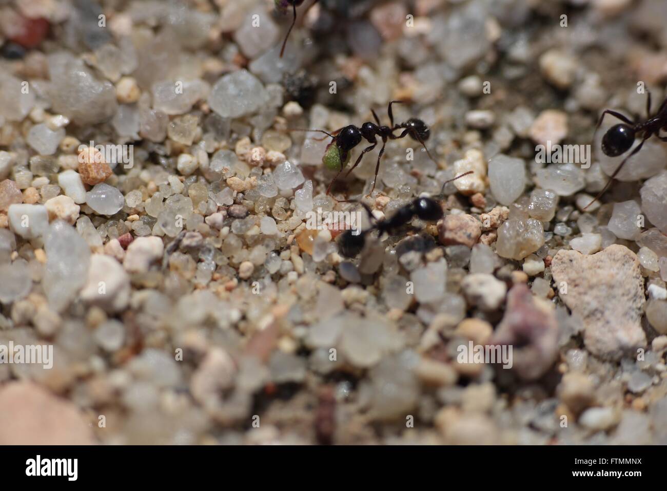 Fourmis avec de la nourriture Banque de photographies et d’images à ...
