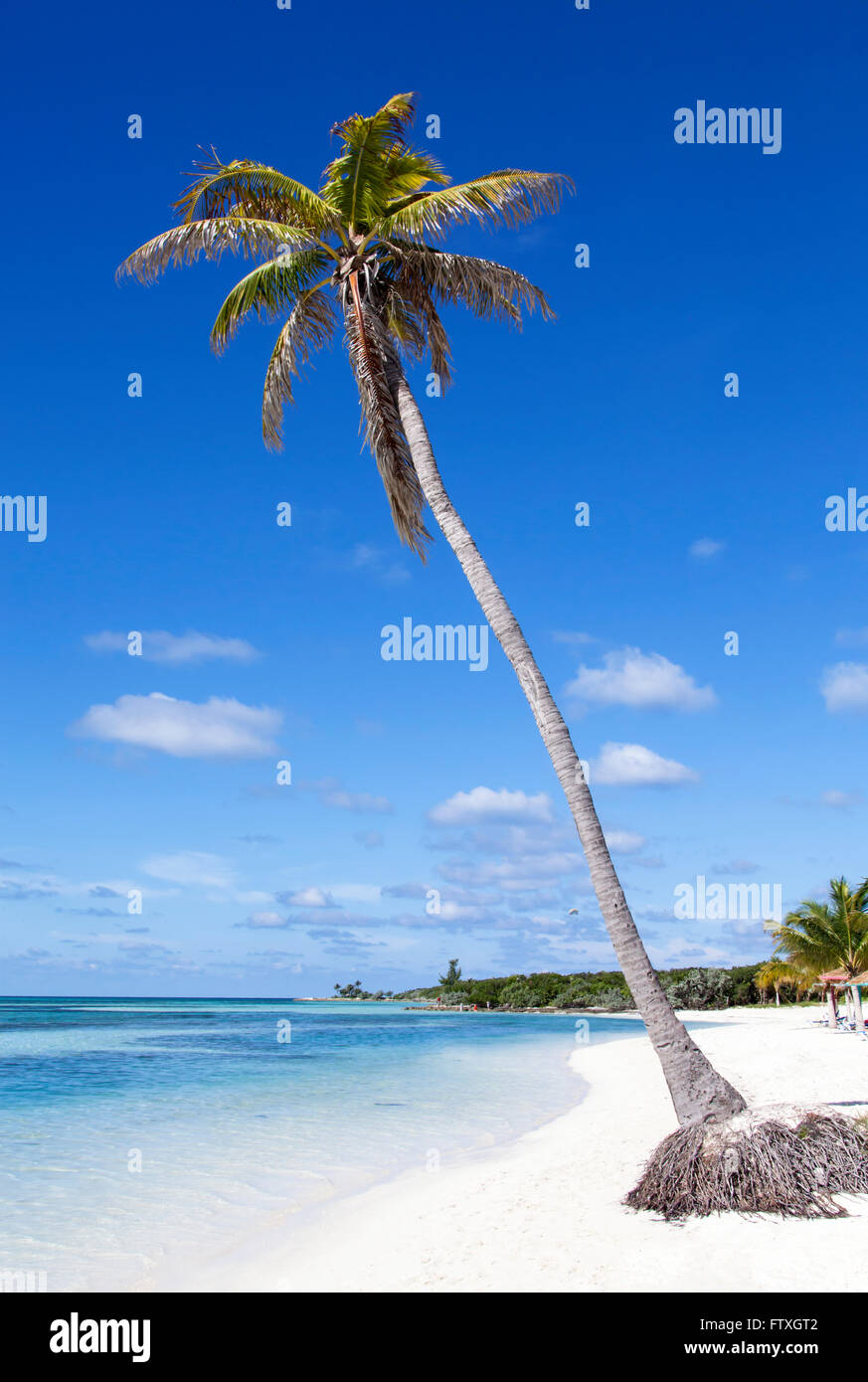 Palmier bahamas Banque de photographies et d’images à haute résolution ...